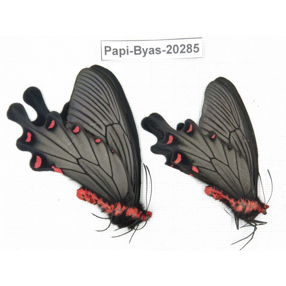 Papi-Byas-20285